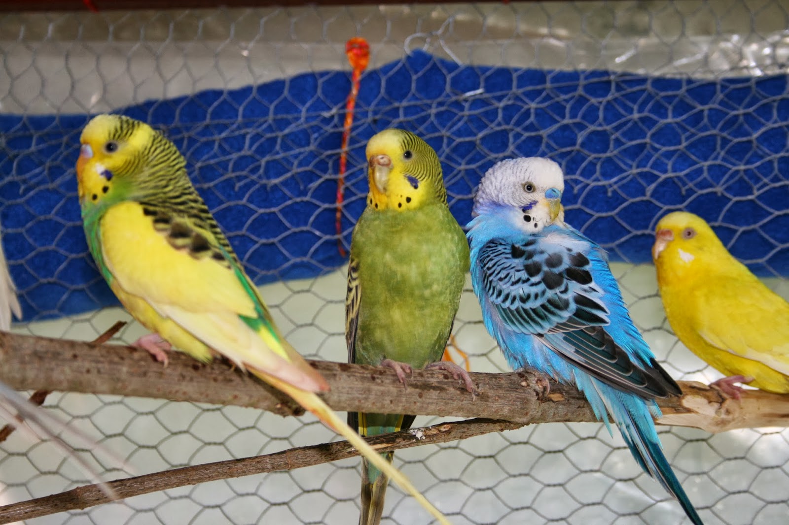 Mis Mascotas: Mis Pericas Australianas