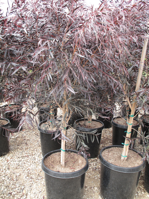 FOUNDATION DESIGN - LOS ANGELES MODERN LANDSCAPE DESIGN: dark fridays ...