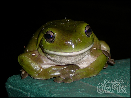 ezhan-artwork: Bila Haiwan Tersenyum Riang