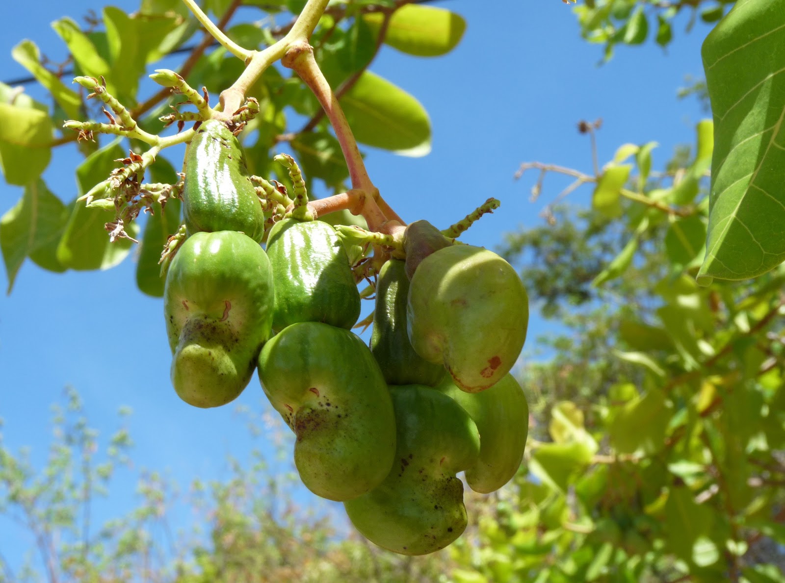 Persil et oignon pays: Noix de cajou