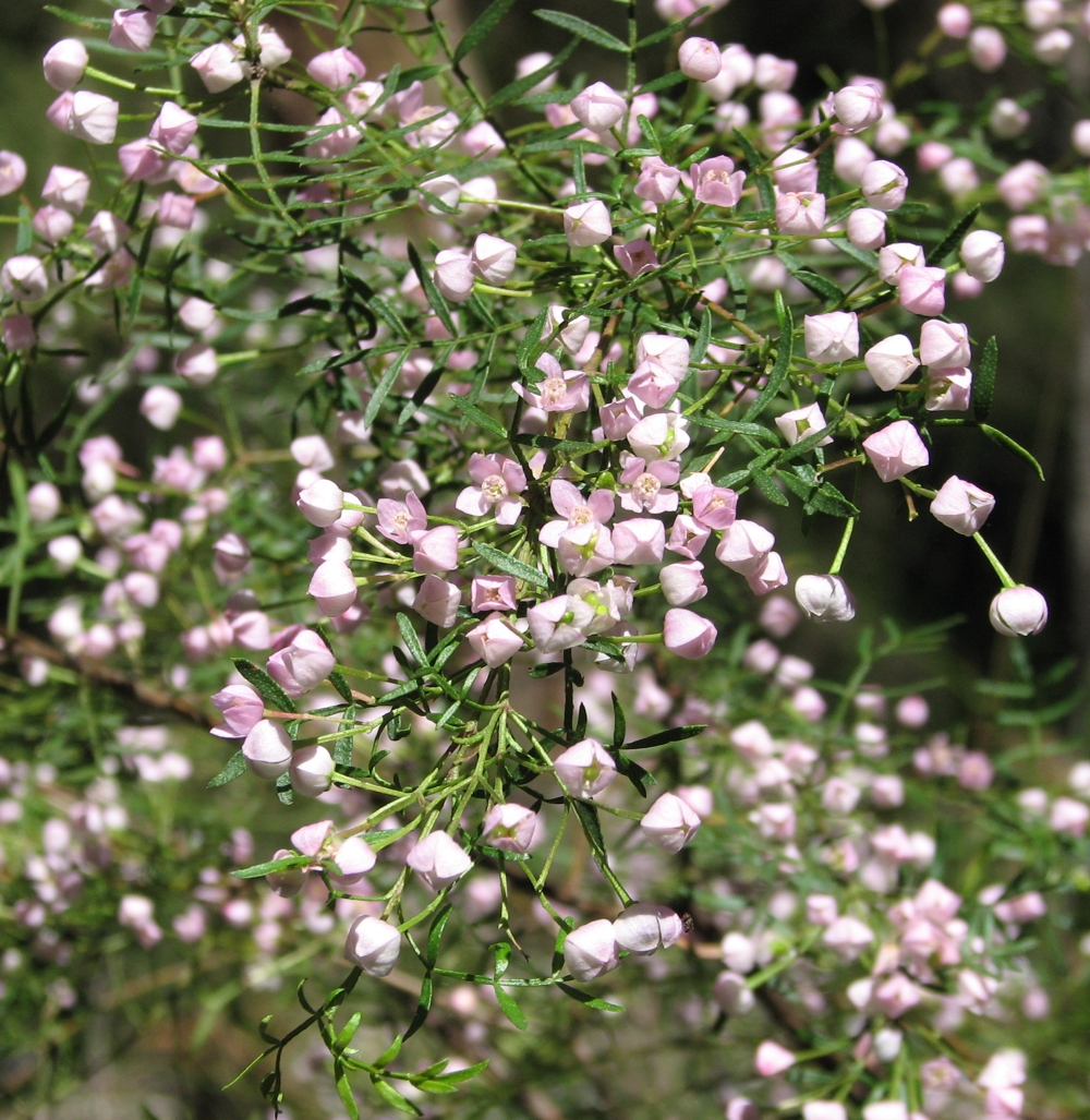 Beauty Of Flowers: Boronia