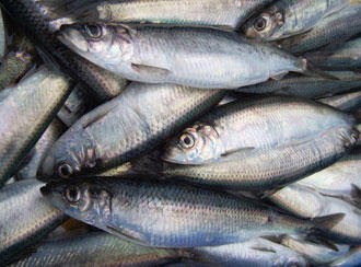 Arenques en ensalada | Cocina