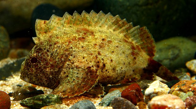 fugupuff: New toy for me, tetraroge niger, freshwater leafy stone fish!