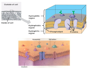 Struktur Dasar Selaput (Membran) Plasma Mikroorganisme Termofilik ...