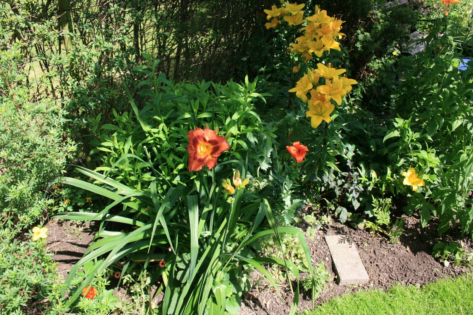 Hanne i haven: Flere dagliljer og marmelukærmebuske.