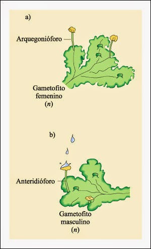 Embriofitas I: Reproducción HEPÁTICAS