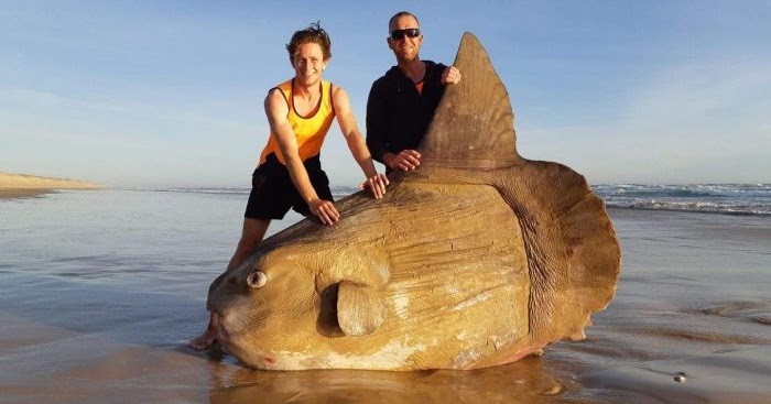 No Mar Profundo: Raro Peixe-Lua é encontrado em praia na Austrália