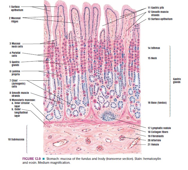Histologi Sistem Pencernaan Lambung dan Esofagus | BlogK Putih