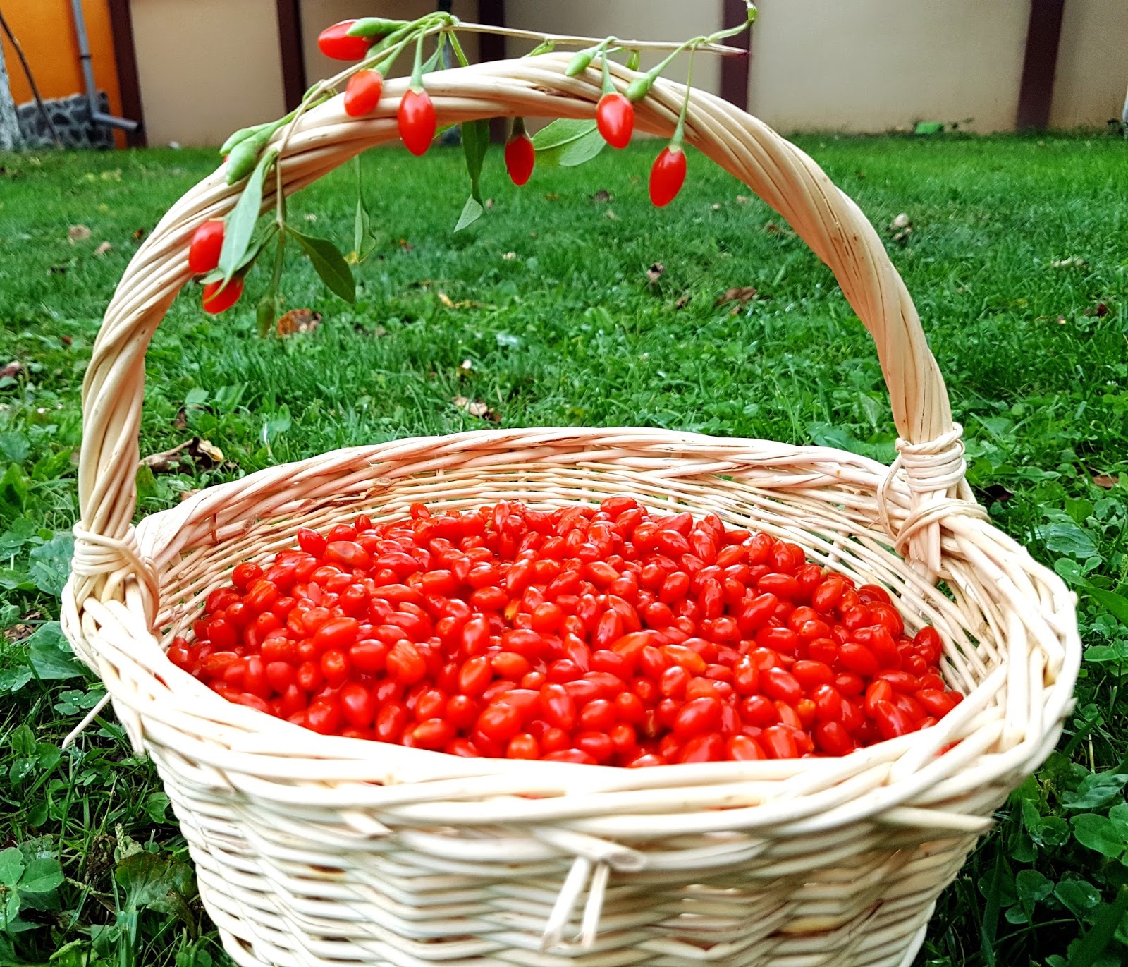 Cultivarea Goji in Romania: 2016