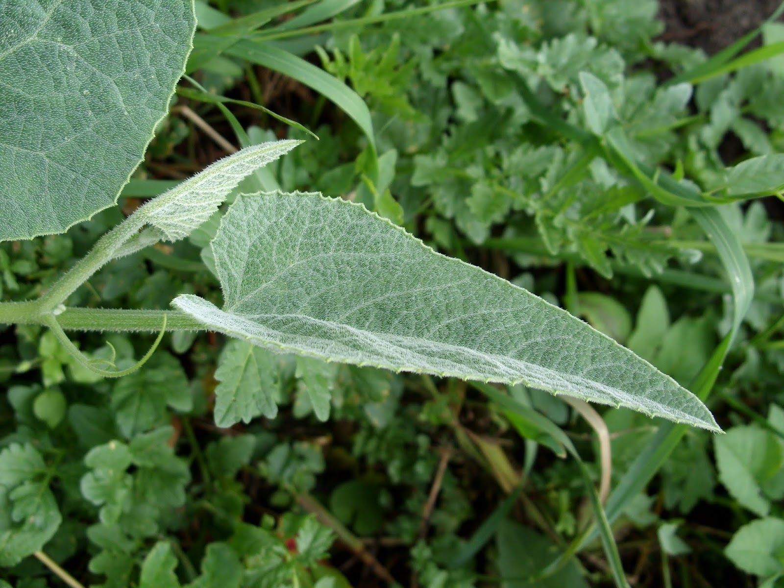 Scirpidiella's Plants: Wild squash species (Cucurbita sp. div.)