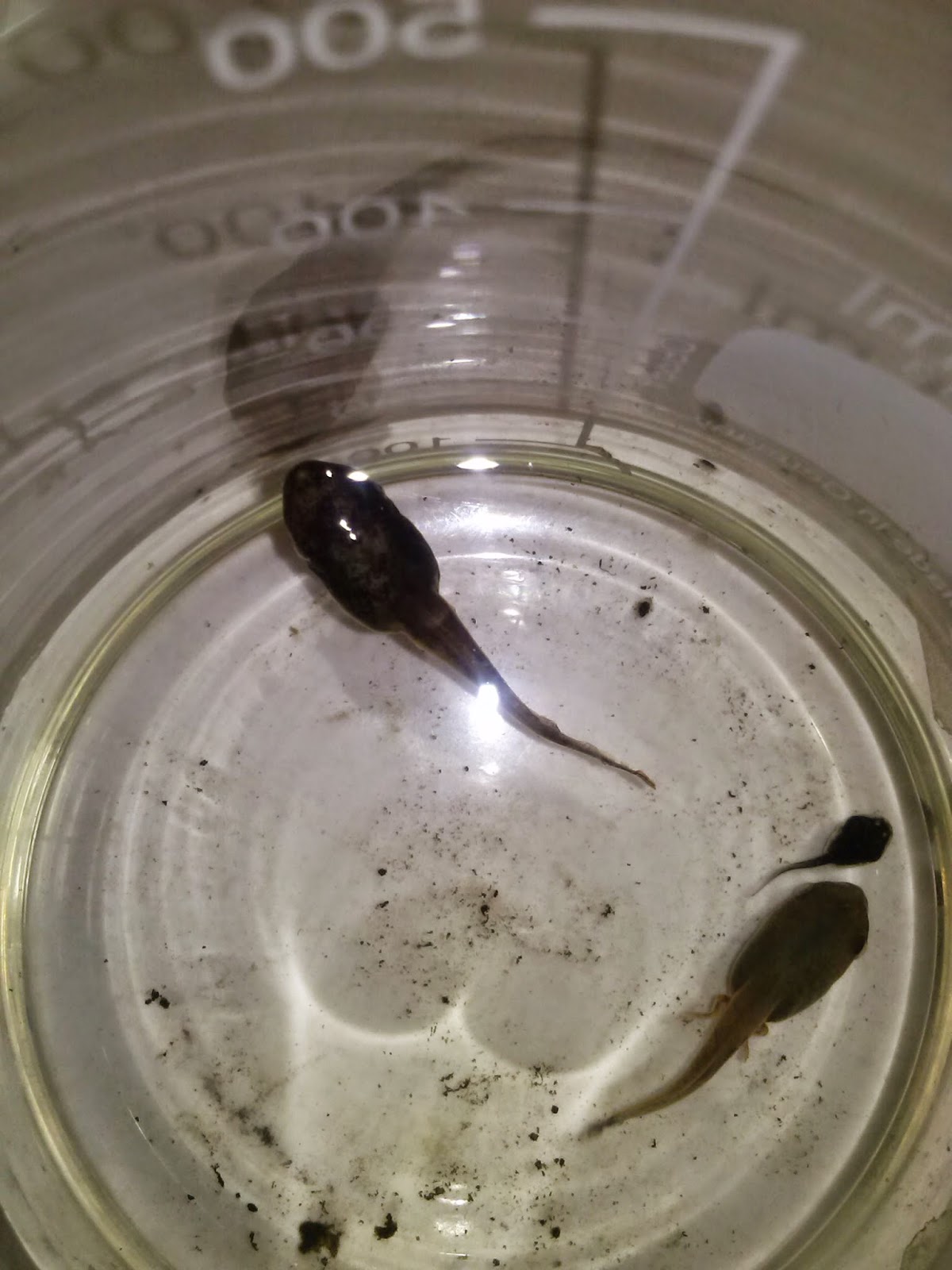 Kelompok 2 Praktikum FISIOLOGI HEWAN Biologi 3.B
