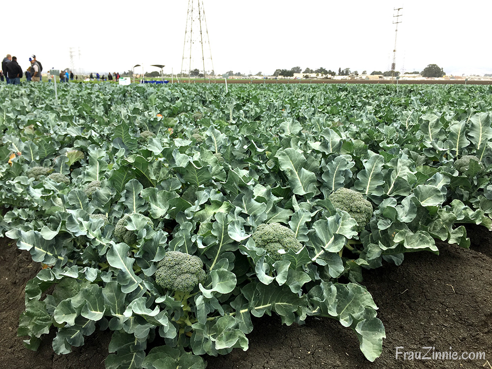 Salinas showcases cool-weather crops for home gardener | Frau Zinnie