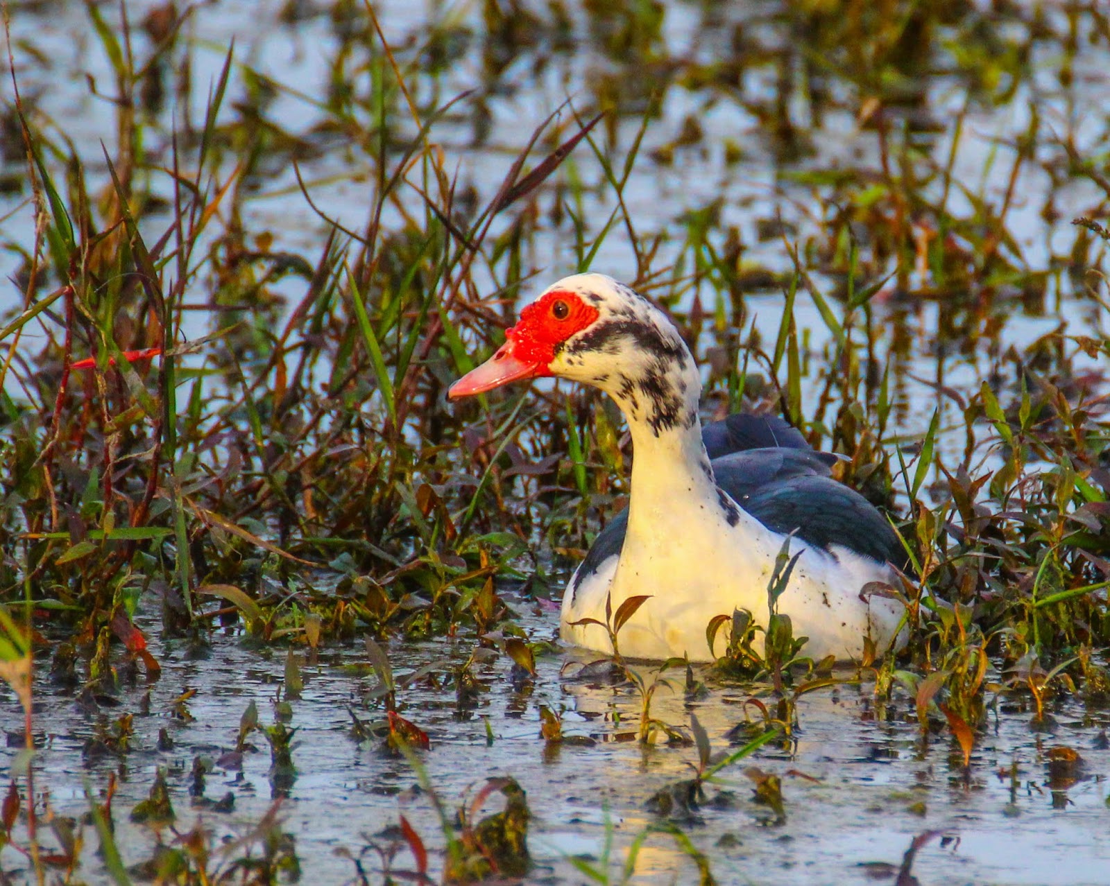 Cannundrums: Muscovy Duck (Feral)