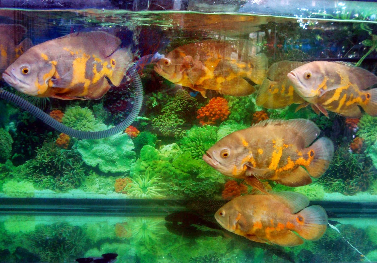 Living with Nature - School on Blog by Dr. Abercio V. Rotor: The ...