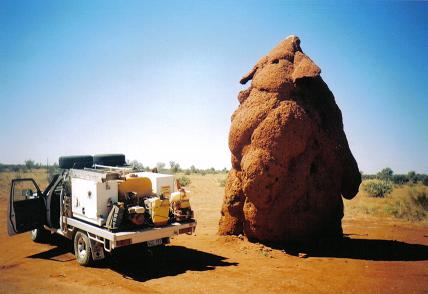 Outback Snack Australia: Termites