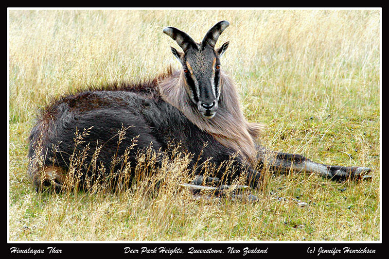 MON PETIT COIN 2 - LES ÊTRES VIVANTS: JOUR 25.JANVIER.2012 - ANIMAL ...