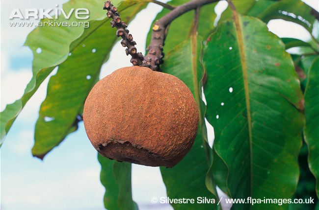 Flora de Puerto Rico Ilustrada Papo Vives: LECYTHIDACEAE BERTHOLETIA ...