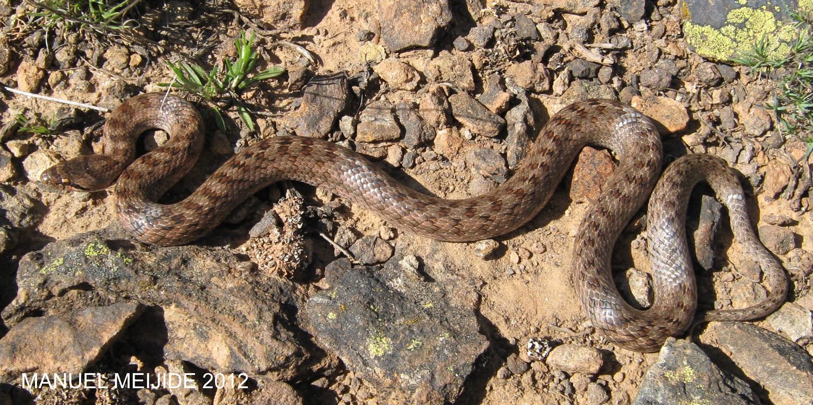 El Artesano Numantino: CULEBRAS LISAS