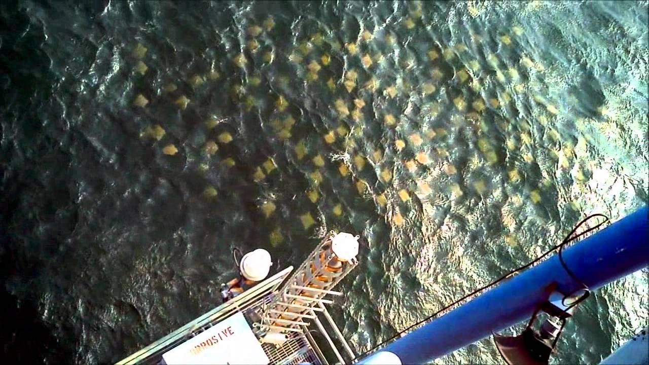 The Amazing World : Cownose Ray Migration (The great ocean migration ...