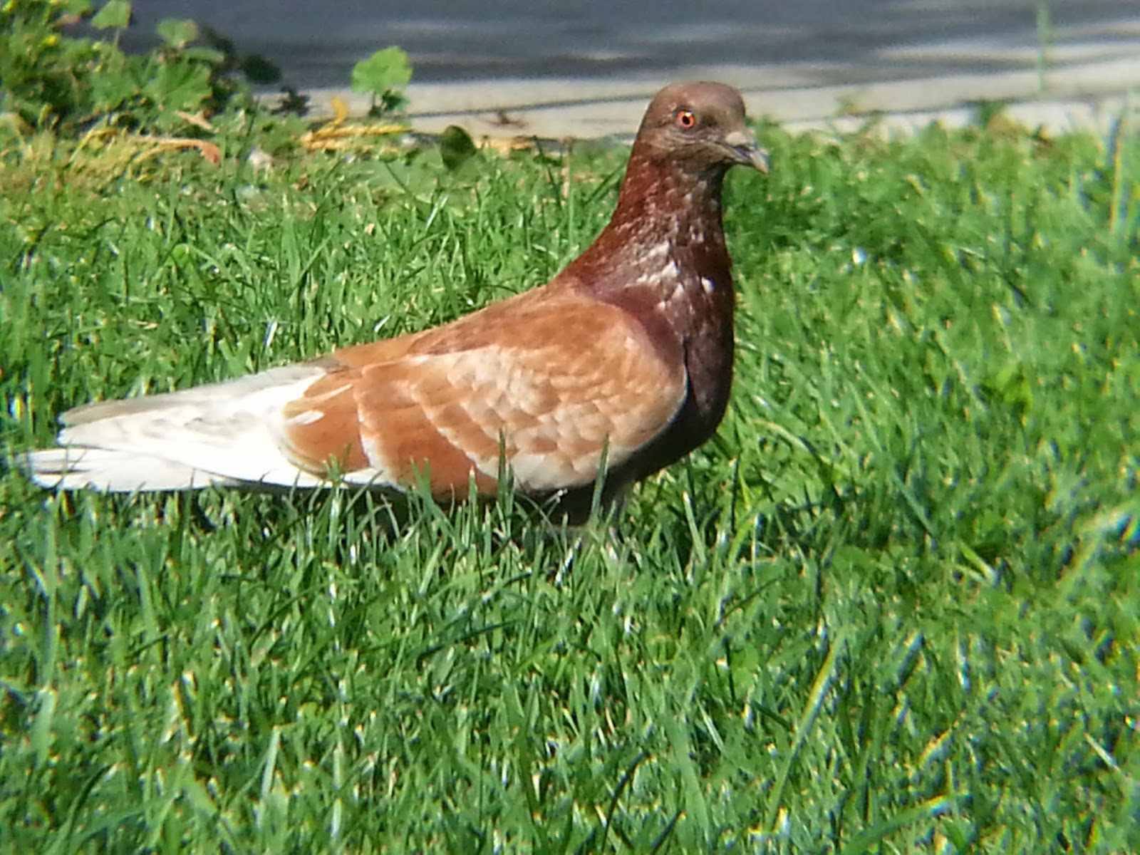 Flickin' The Bird: The Pigeon Color Project