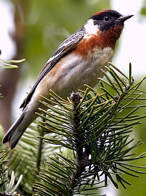 Bellas Aves de El Salvador: Setophaga castanea (reinita o chipe castaño ...