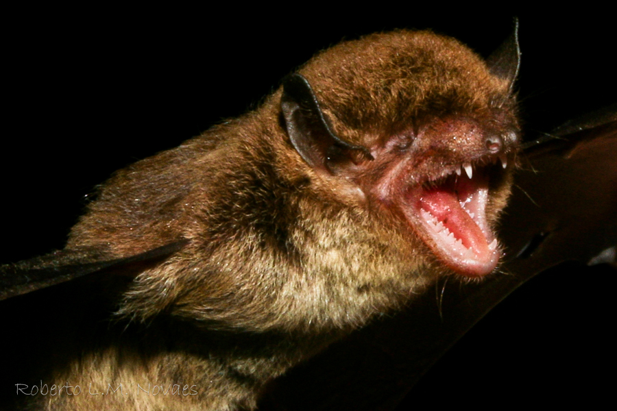 Morcegos do Brasil: Eptesicus furinalis