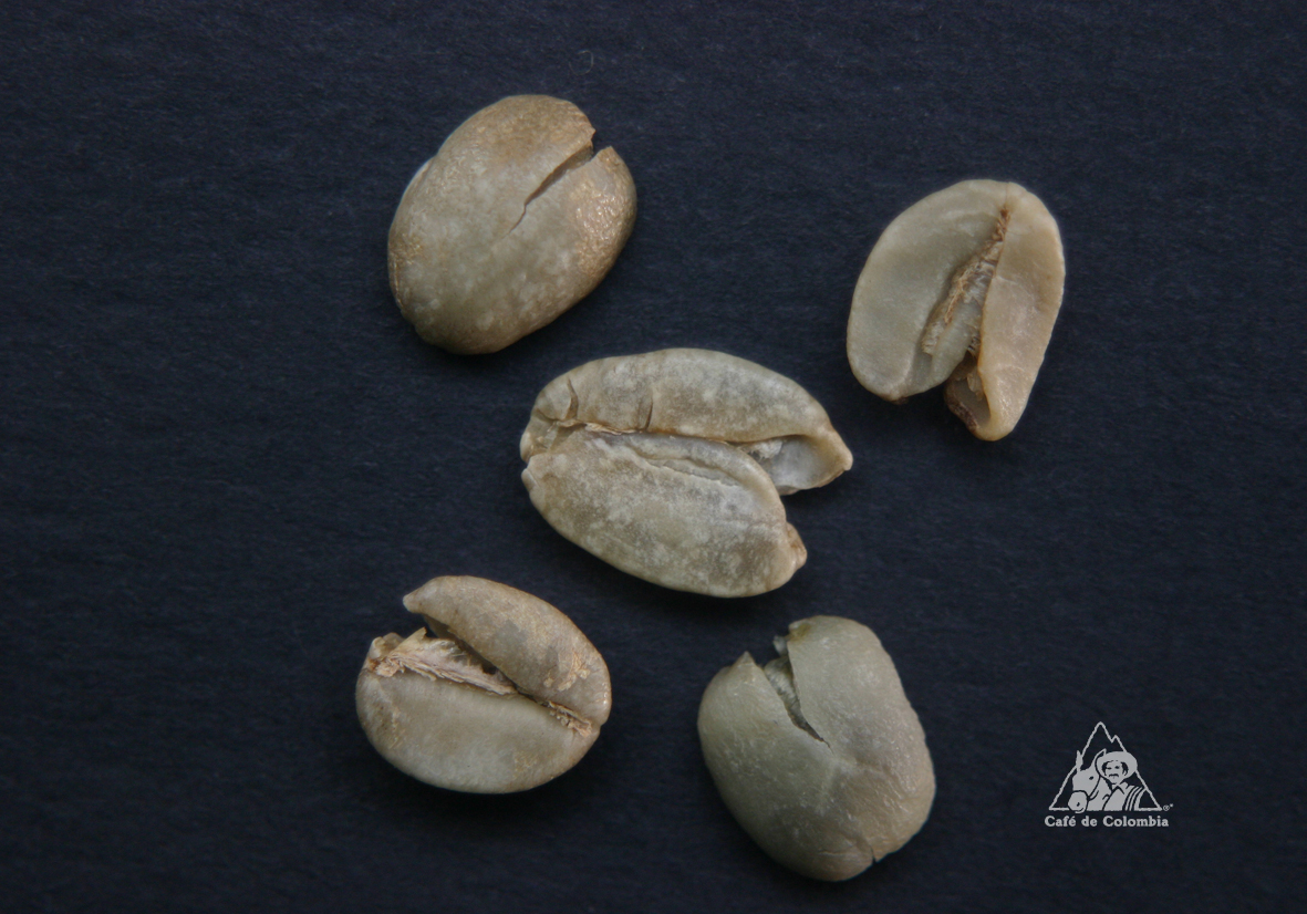 DEFECTOS DEL CAFE - | Coffee Media ️