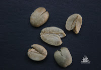 DEFECTOS DEL CAFE - | Coffee Media ️