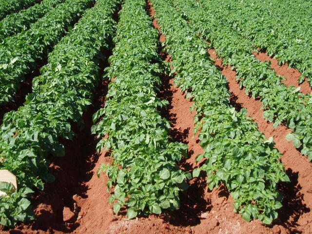 Cultura da Batata - (Solanum tuberosum) - Resumo