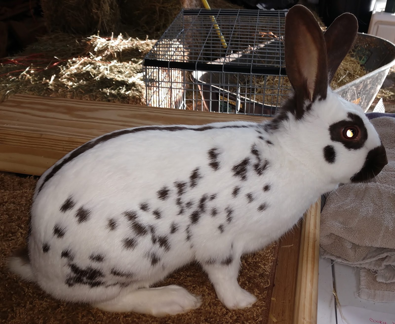 English Spot Rabbit Chocolate