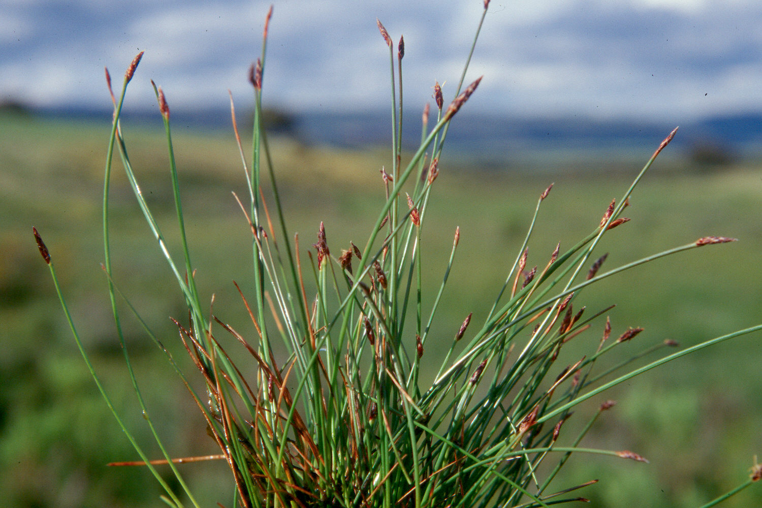 Arroba de los Montes: diciembre 2011