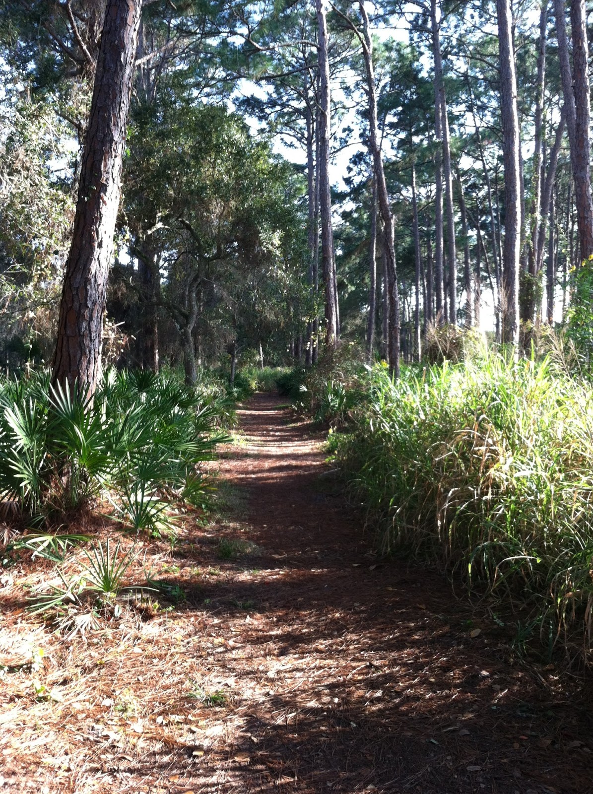 Live It Like A Local: Sarasota: A Sarasota Oasis: Red Bug Slough