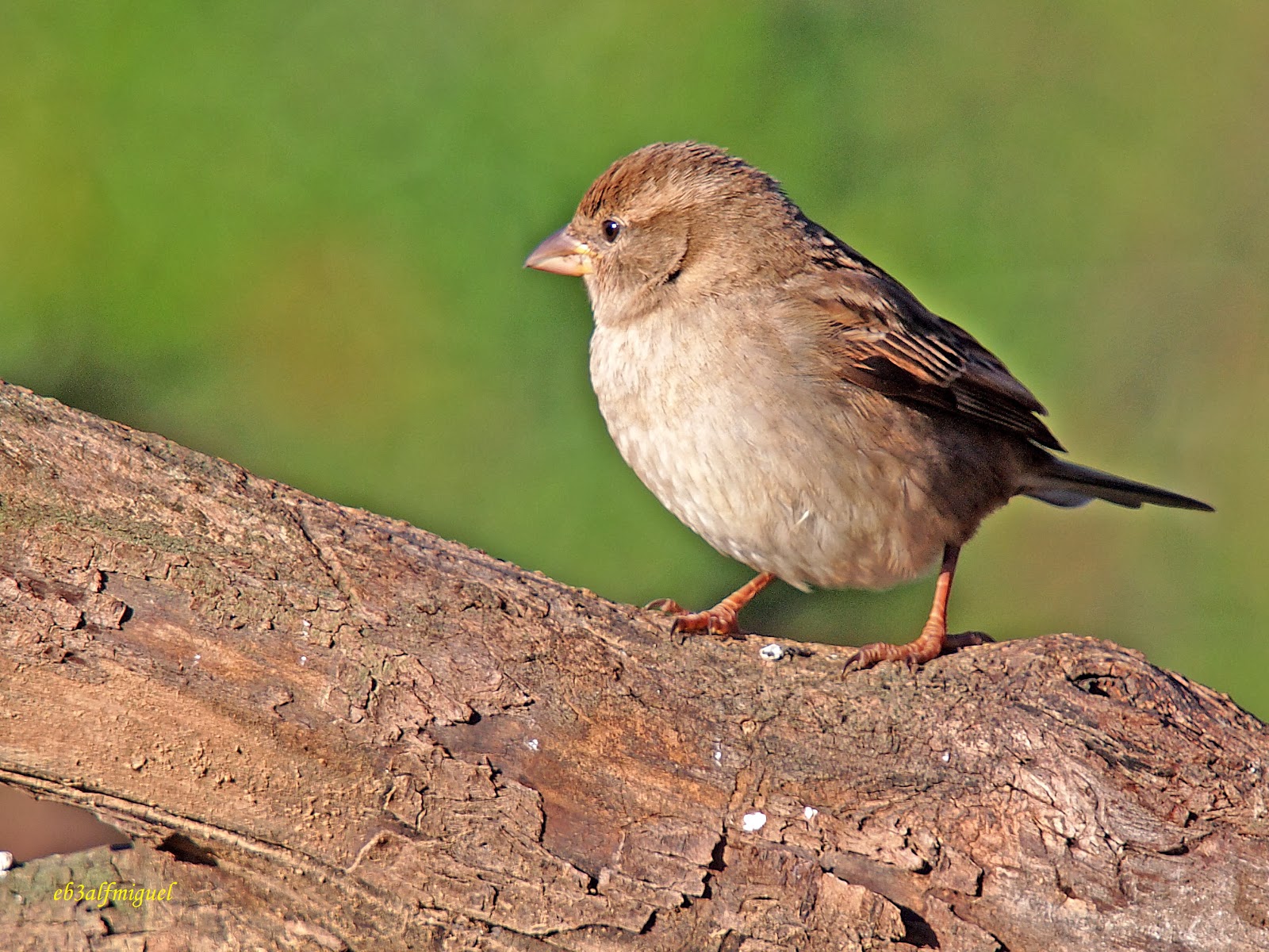Miguel fotografia: Gorrión común (Passer domesticus)