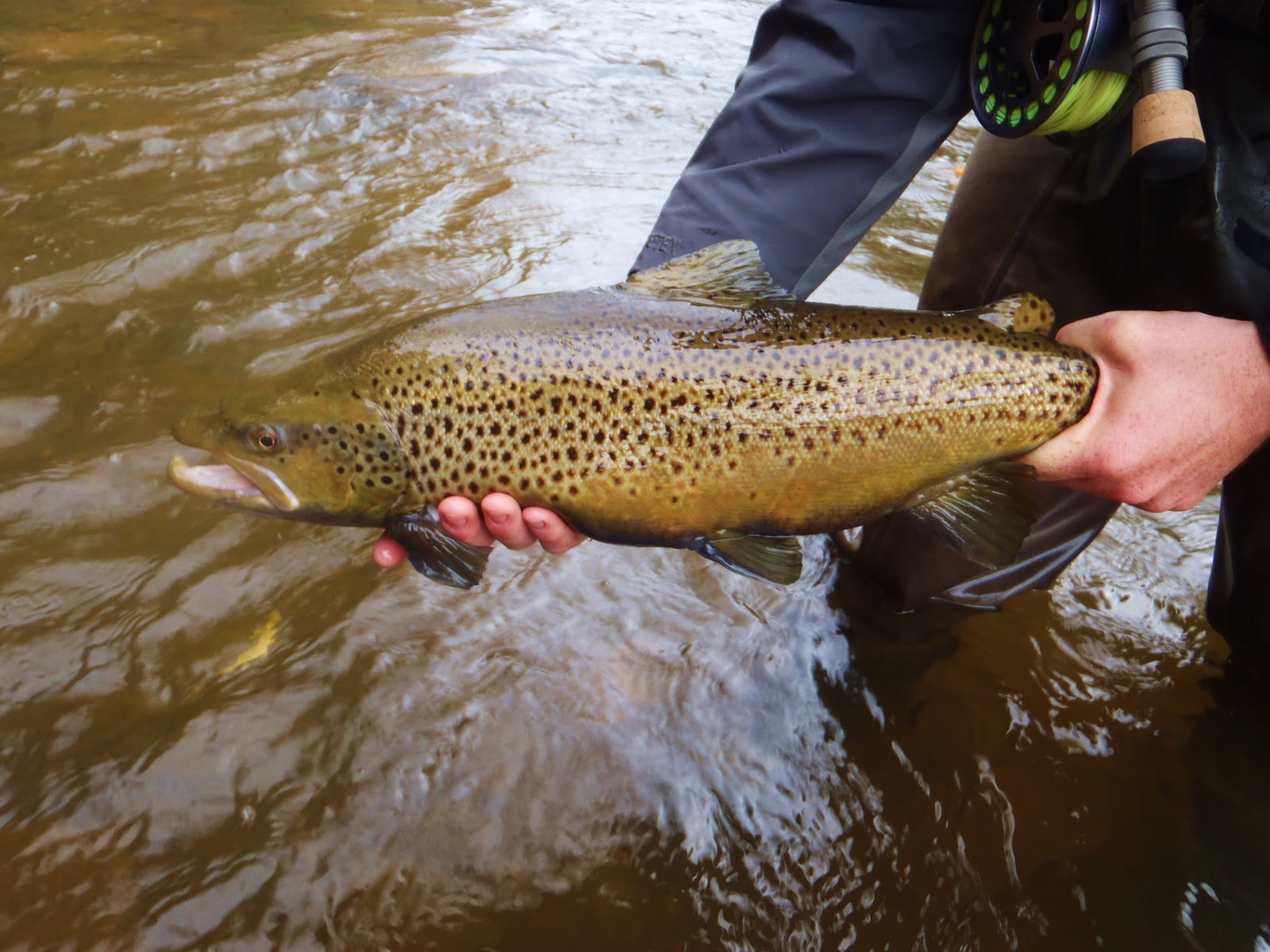 All Things Fly Fishing : Oak Orchard & Salmon River