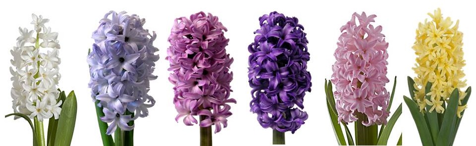 Hyacinth Varieties