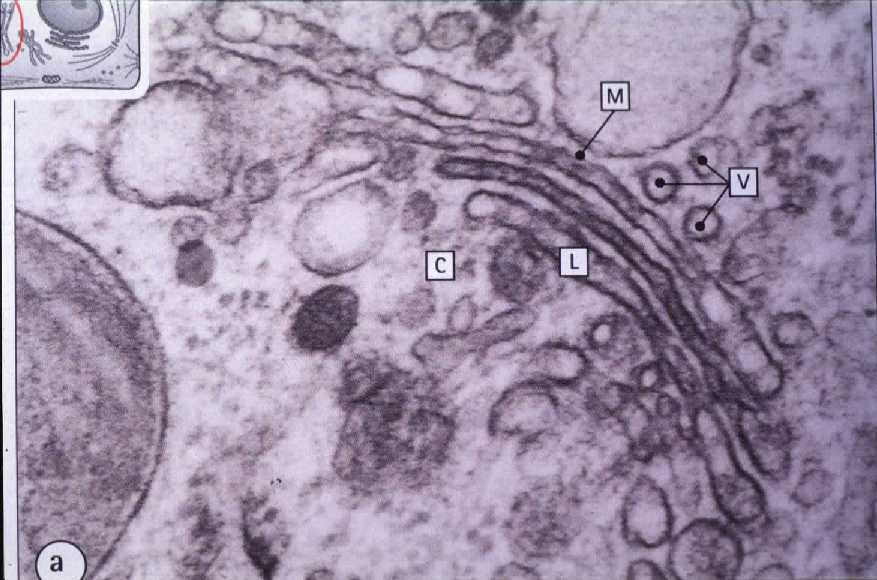 A Biologia da Célula: Complexo Golgiense