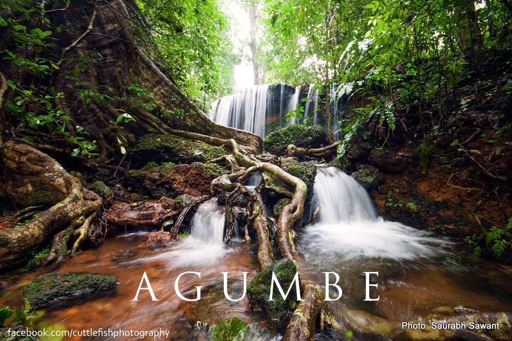 AGUMBE AND BHADRA WILDLIFE SANCTUARY - Wild Karnataka