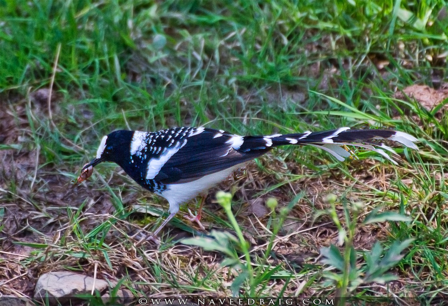 Stunning Spotted Forktail at Nathia Gali