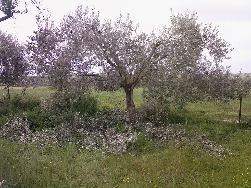 Antigoneia: Κλάδεμα Ελιάς