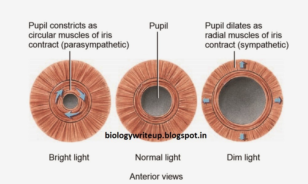 BIOLOGY WRITE-UP - BIOLOGY ARTICLES: ANATOMY OF HUMAN EYE BALL ...