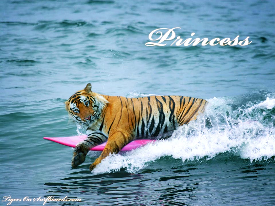 Tigers on Surfboards