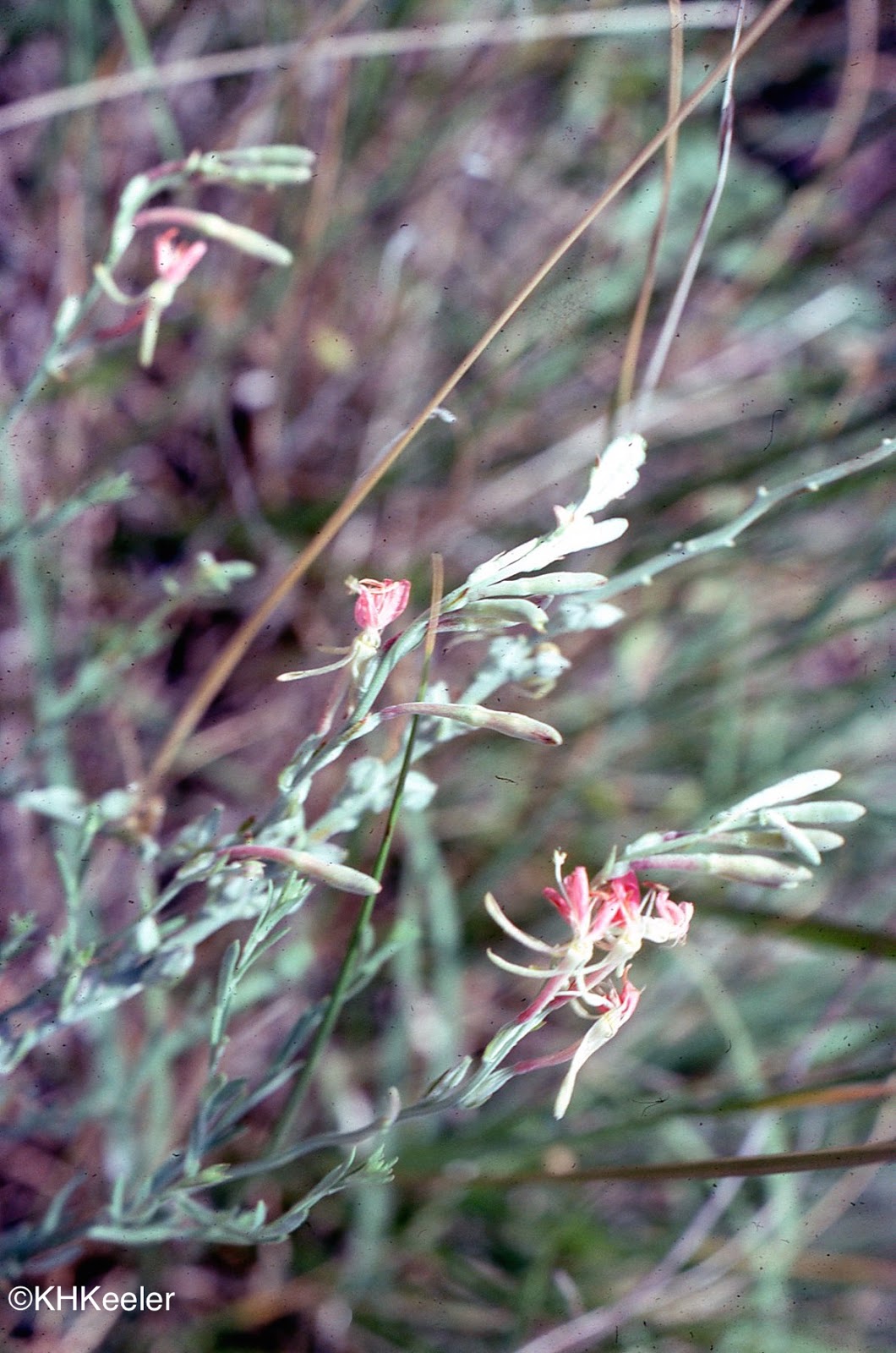 A Wandering Botanist: Plant Story--Gaura coccinea, Oenothera ...