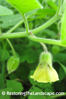 Restoring The Landscape With Native Plants: Native Plant of the Week ...