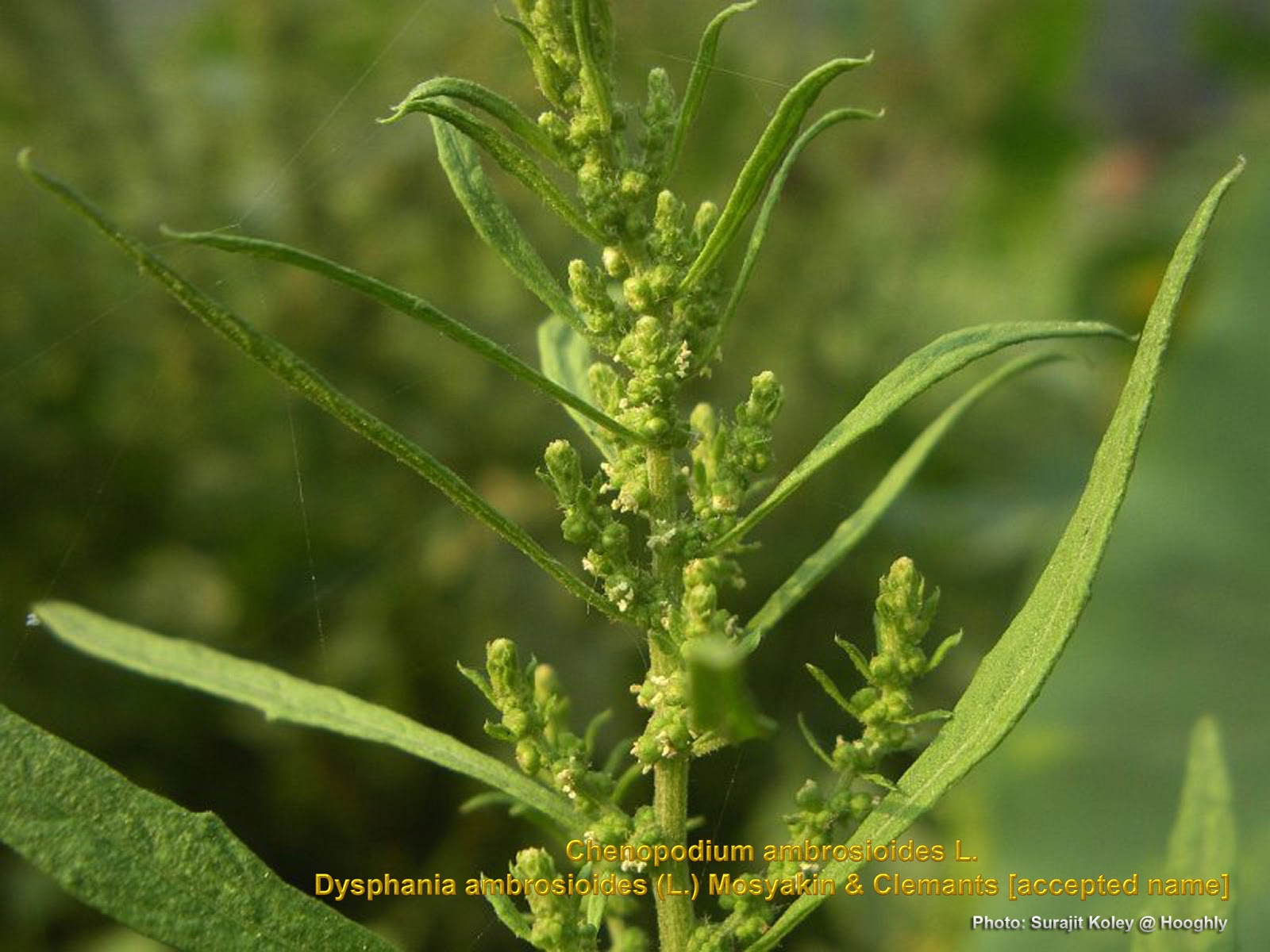 Medicinal Plants: Chenopodium ambrosioides, Dysphania ambrosioides ...