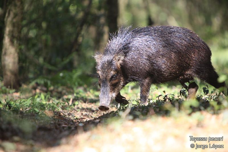 Argentina nativa: Pecarí labiado (Tayassu pecari)