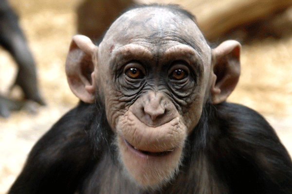Animals I Admire: Bald chimp