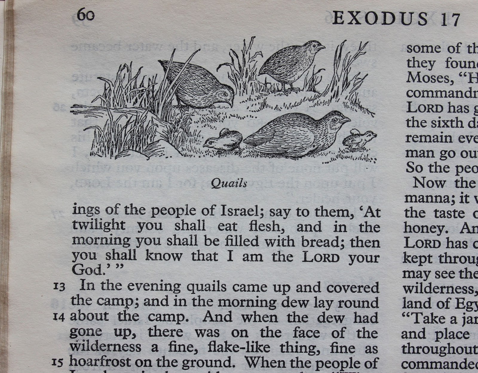 Medieval Morsels: Hemlock, Quails and Medieval Morsels