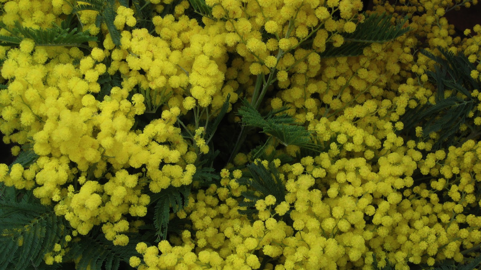 Épinglé sur mimosa