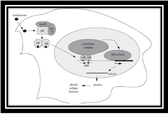 Dr. Bharati's Hub: Testosterone Synthesis and Signalling