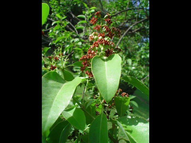 geografiku: Flora Indonesia Tengah